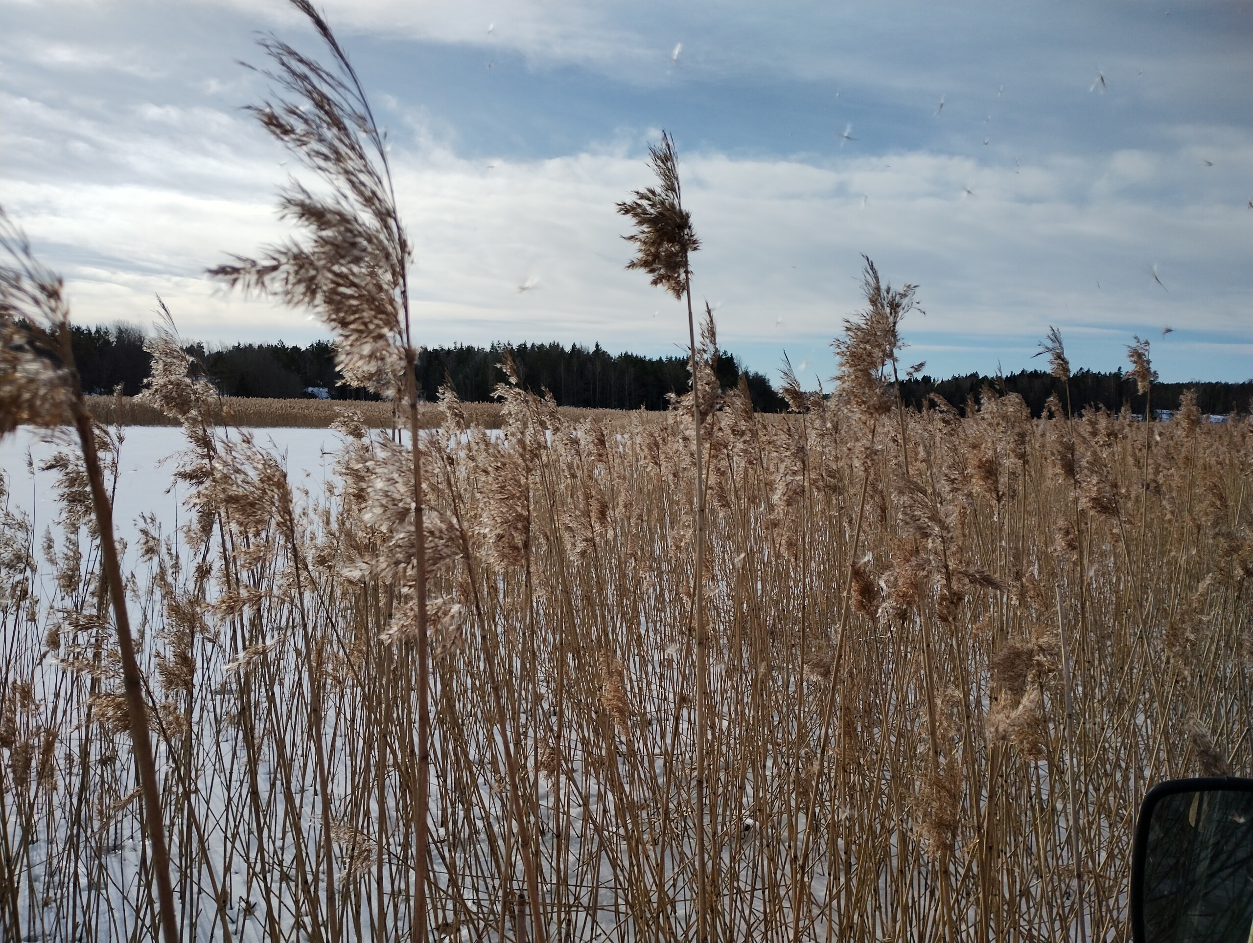 Kysymyksiä ja vastauksia järviruo’osta | Järviruoko TurkuAMK
